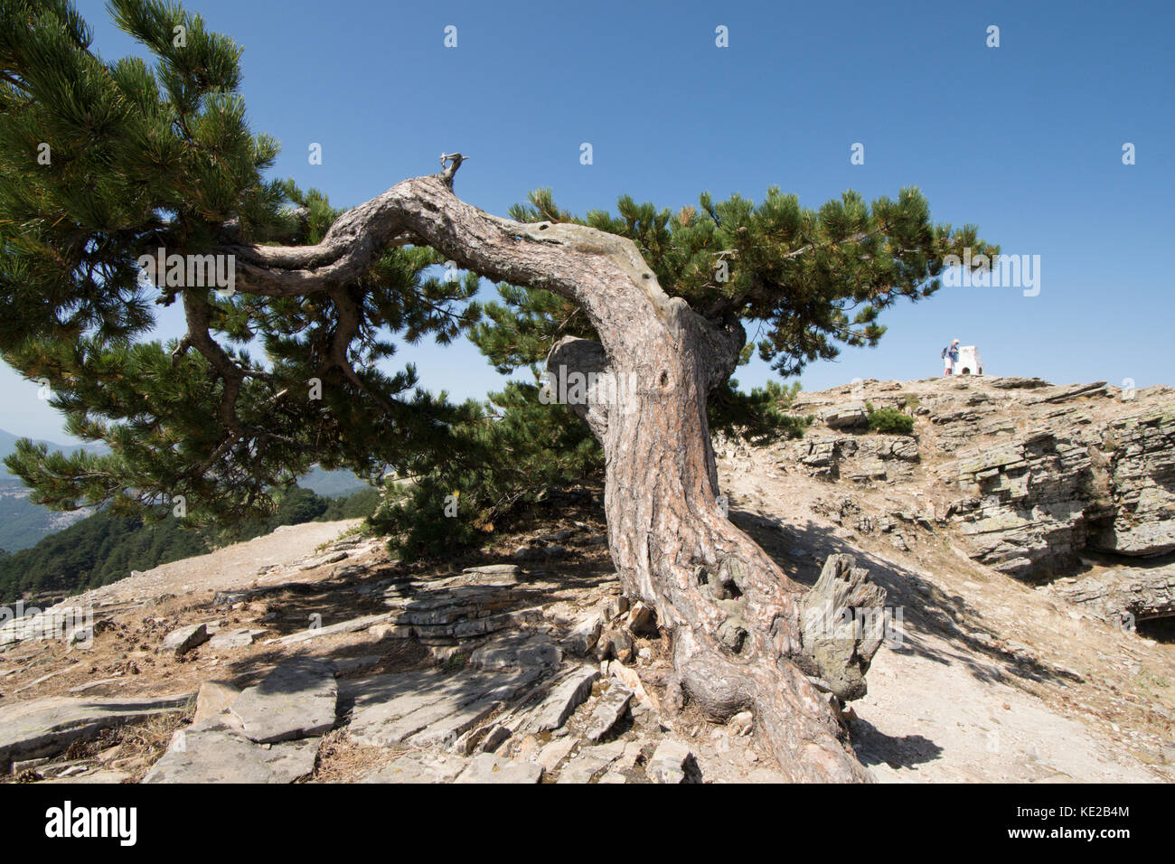 Pine tree on top of Ipsarion or Ypsario mountain, Thassos, Greece ...