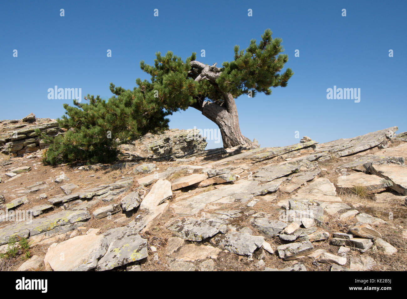 Pine top hi-res stock photography and images - Alamy
