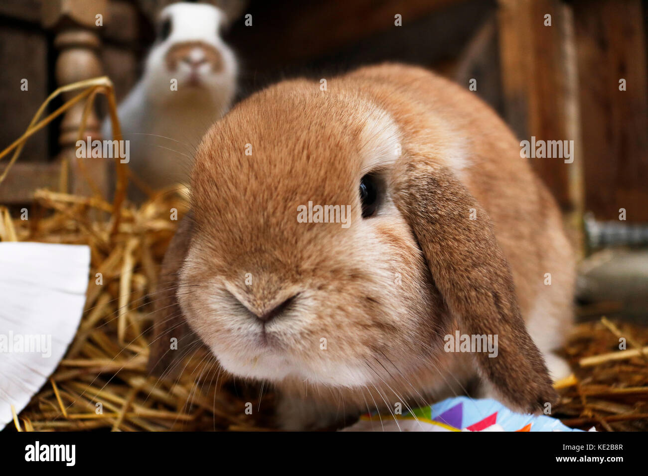 Cuddly bunny hi-res stock photography and images - Alamy