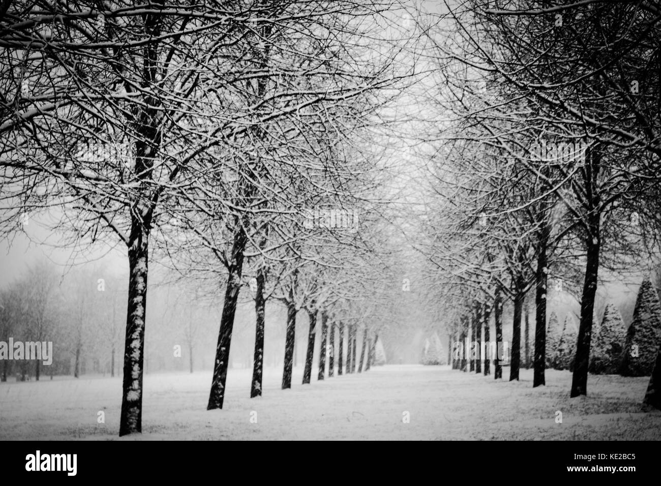 Trees poster Black and White Stock Photos & Images - Alamy