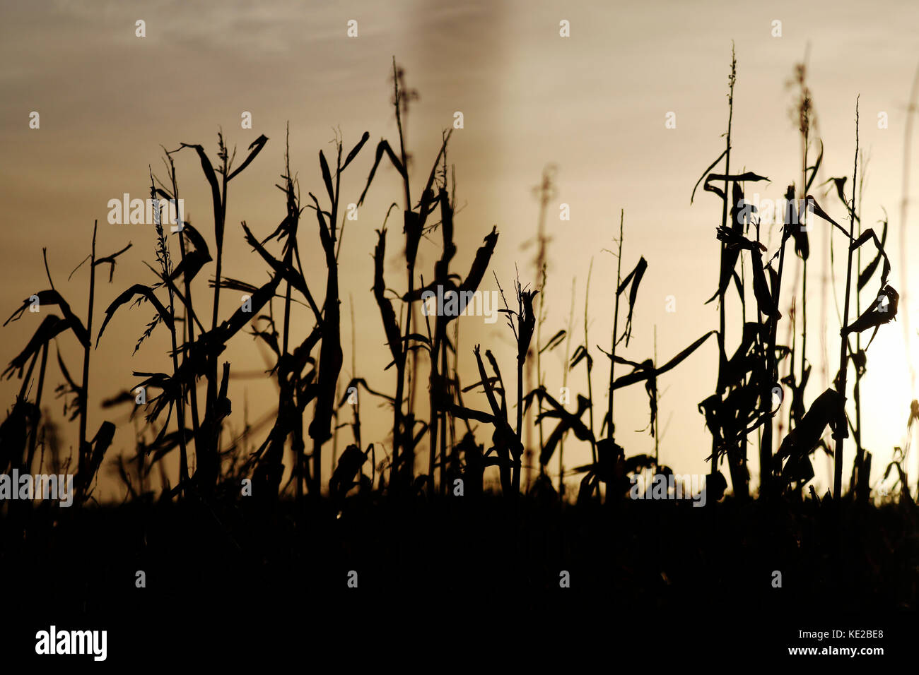Wheat field silhouette hi-res stock photography and images - Alamy