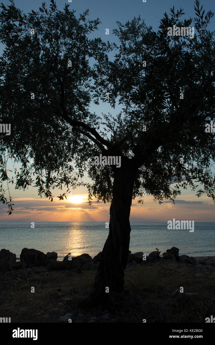 Sunset seen through an olive tree on the west coast of Thassos, Greece ...