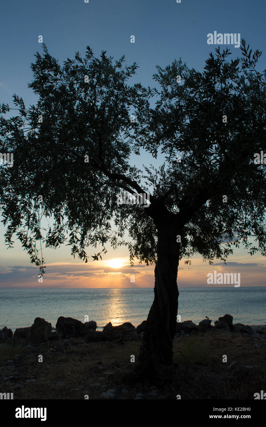 Sunset seen through an olive tree on the west coast of Thassos, Greece ...