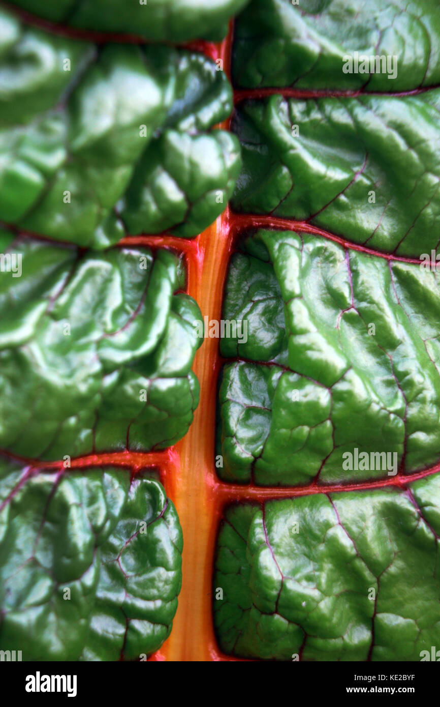 Stalks spinach hi-res stock photography and images - Alamy