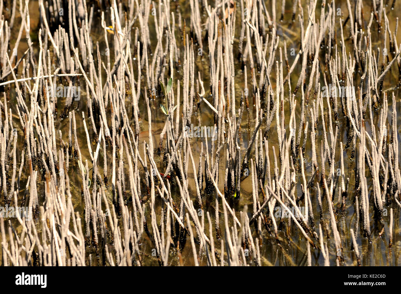 Swamp vegetation from the Florida Everglades Stock Photo - Alamy