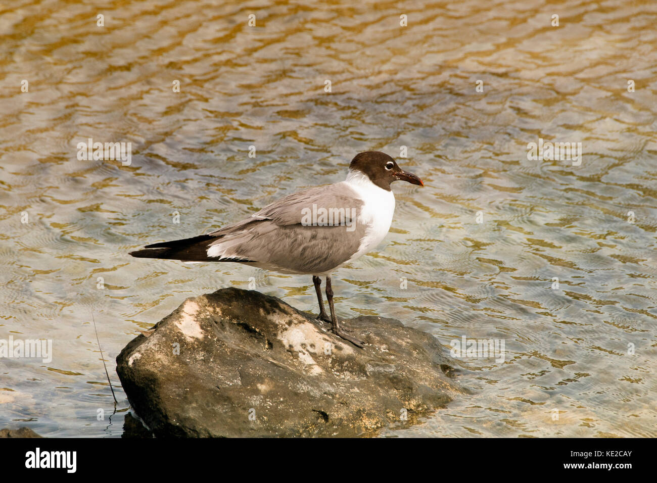 Shore bird hunting for food Stock Photo - Alamy