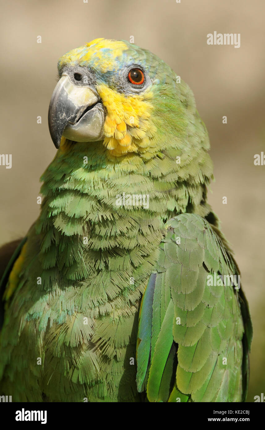 Closeup view of exotic parrot's head Stock Photo - Alamy
