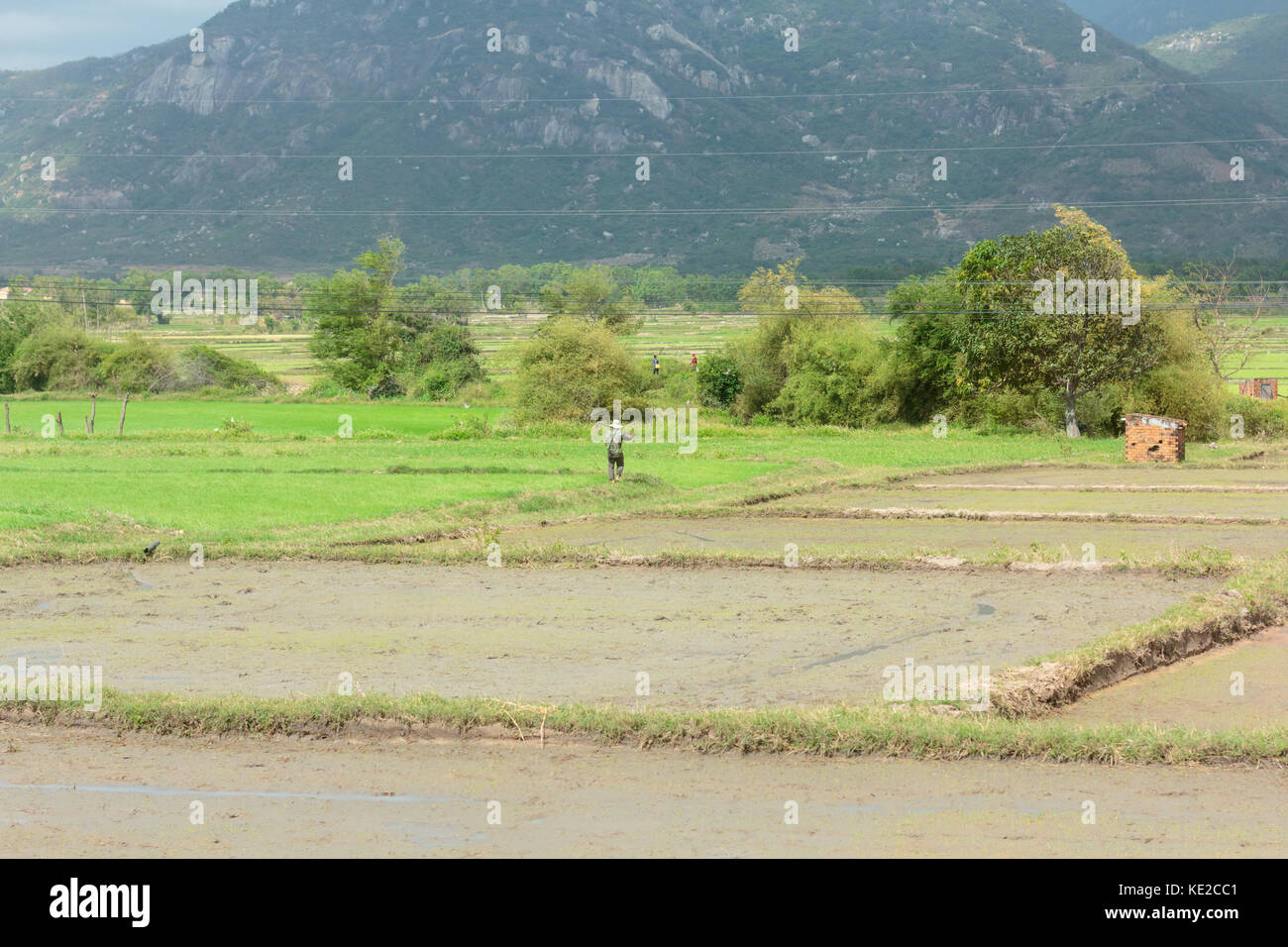 Agricultural landscape rice field farmland hi-res stock photography and ...