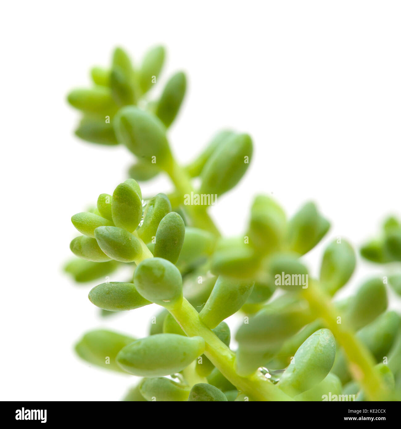 small green sedum plant isolated on white background Stock Photo - Alamy
