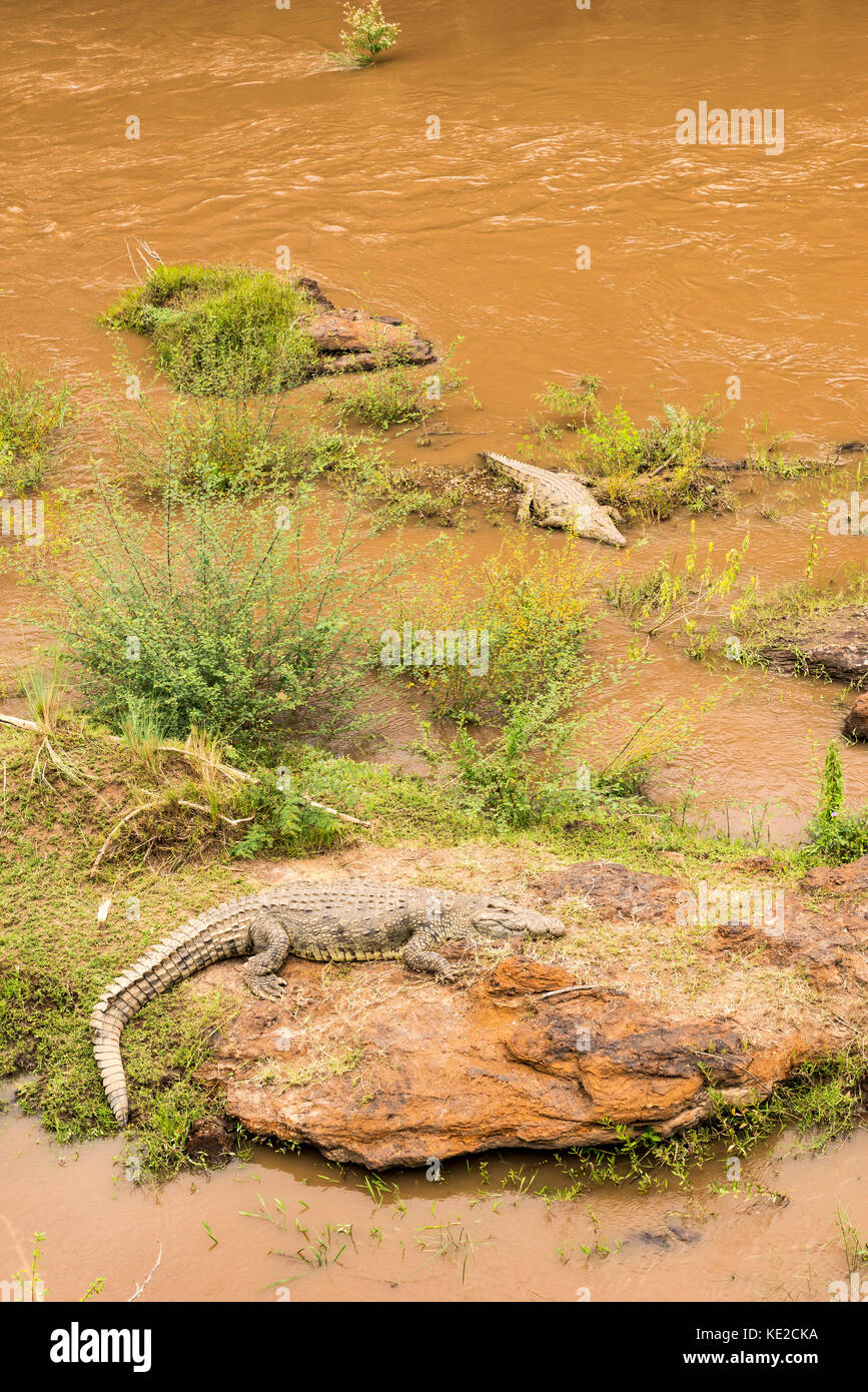 African Cocodile on the banks of the River Mara Stock Photo - Alamy