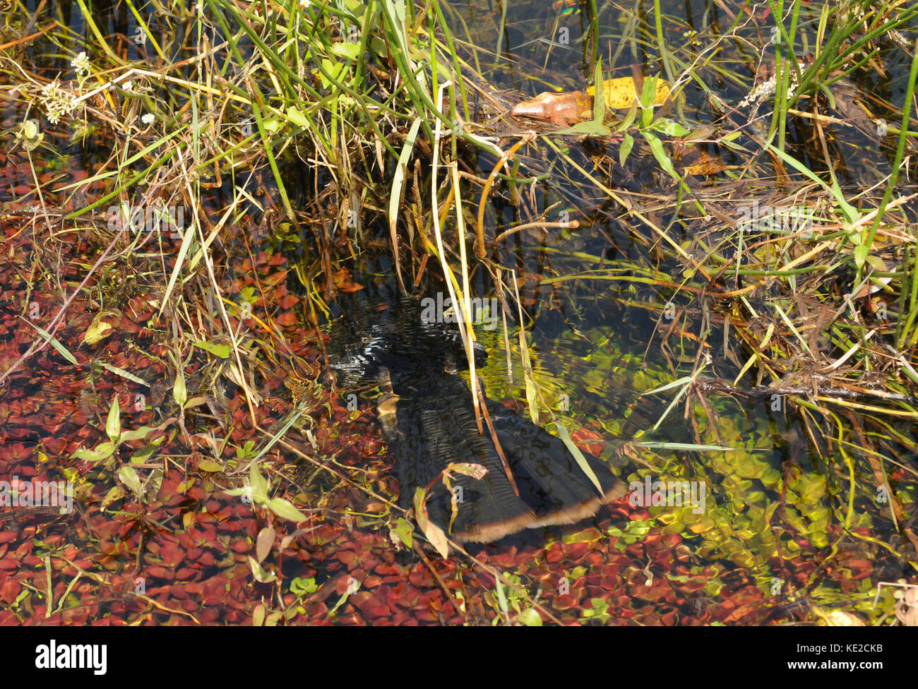 Wild bird (aanhinga) diving for food underwater Stock Photo - Alamy