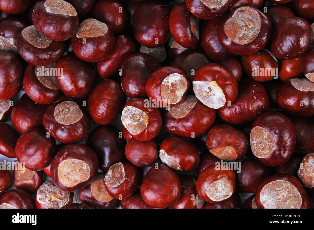 Chestnut pattern texture background Stock Photo - Alamy