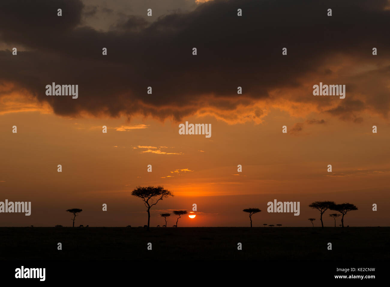 Kenyan sundowner hi-res stock photography and images - Alamy