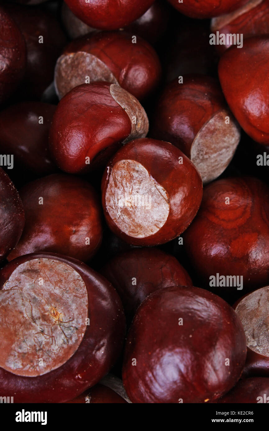 Chestnut pattern texture background Stock Photo - Alamy