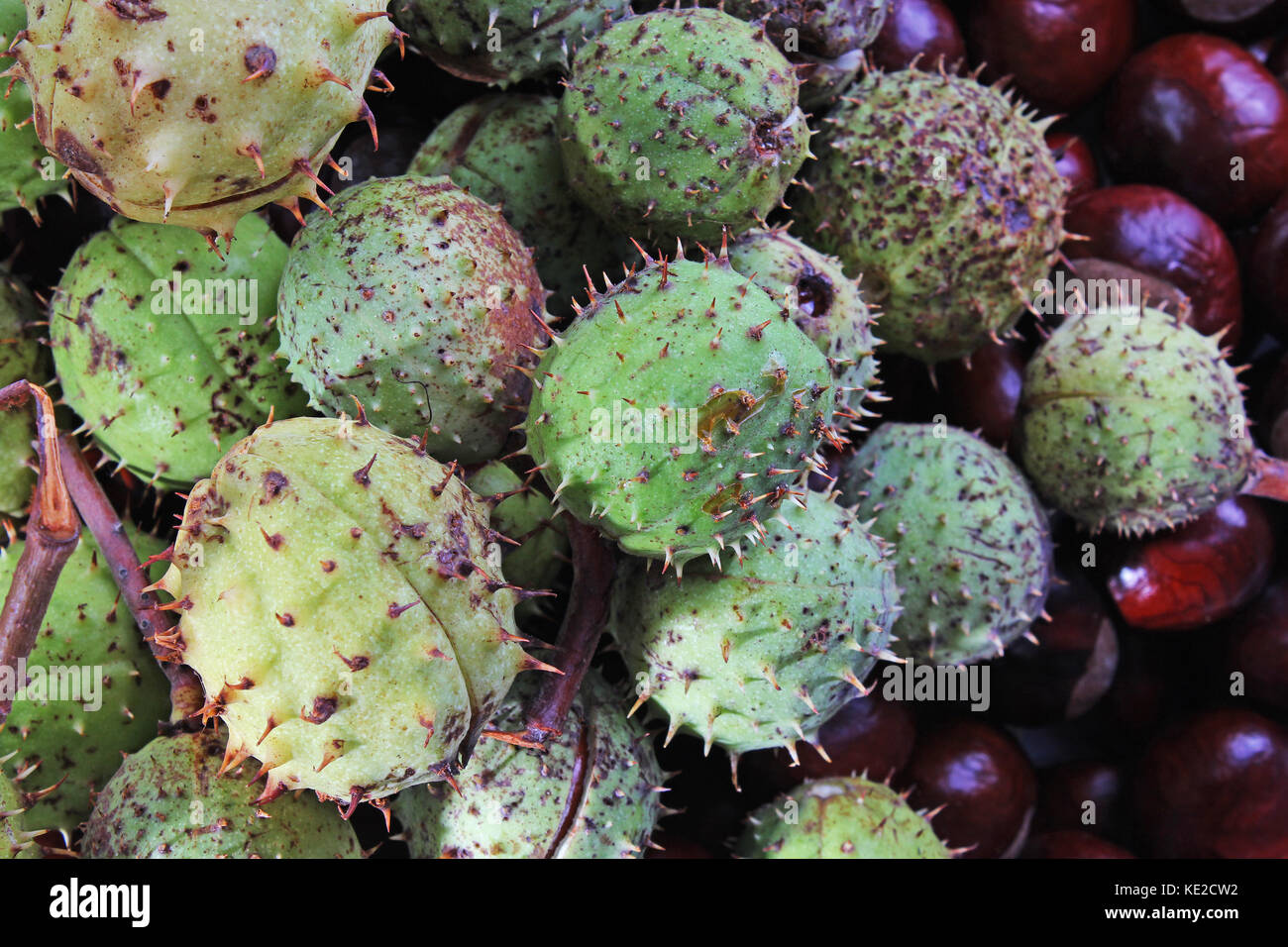 Chestnut pattern texture background Stock Photo - Alamy