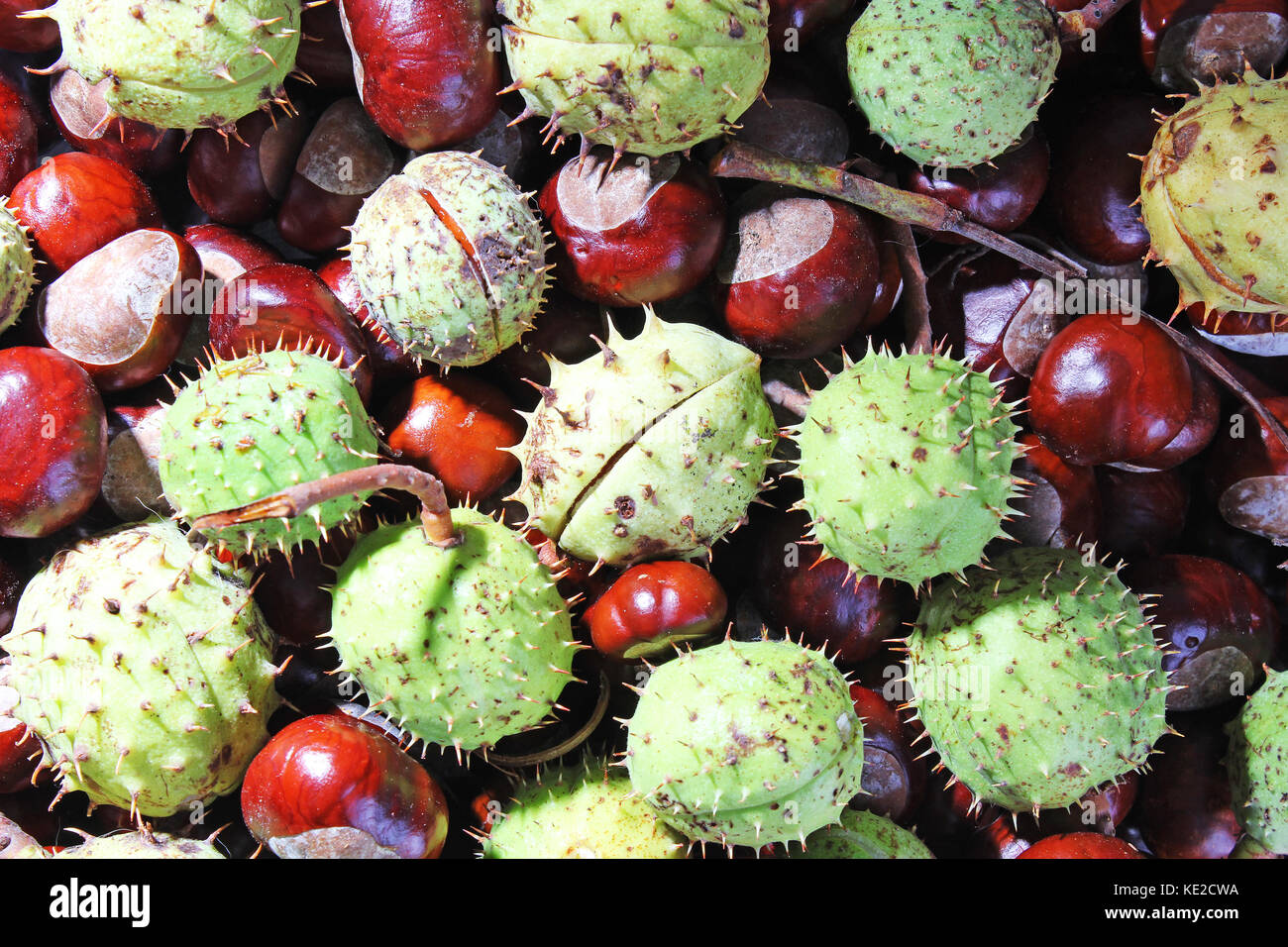 Chestnut pattern texture background Stock Photo - Alamy