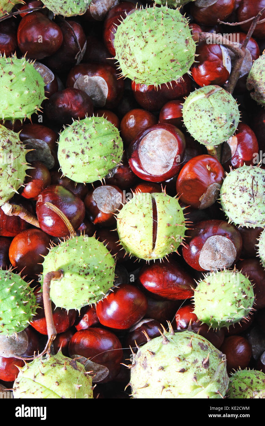 Chestnut pattern texture background Stock Photo - Alamy