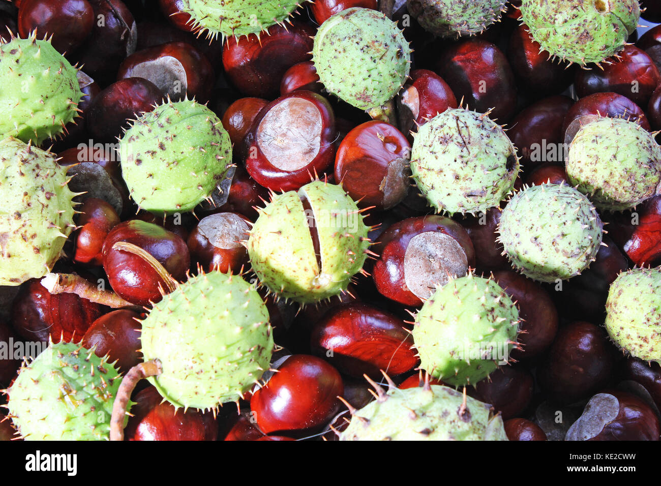 Chestnut pattern texture background Stock Photo - Alamy
