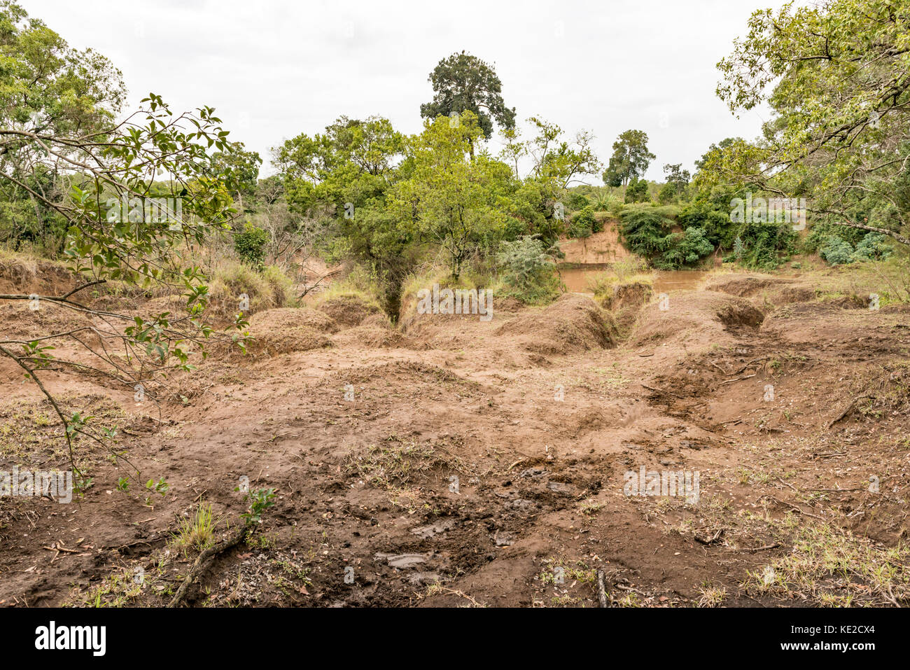 Hippo tracks hi-res stock photography and images - Alamy