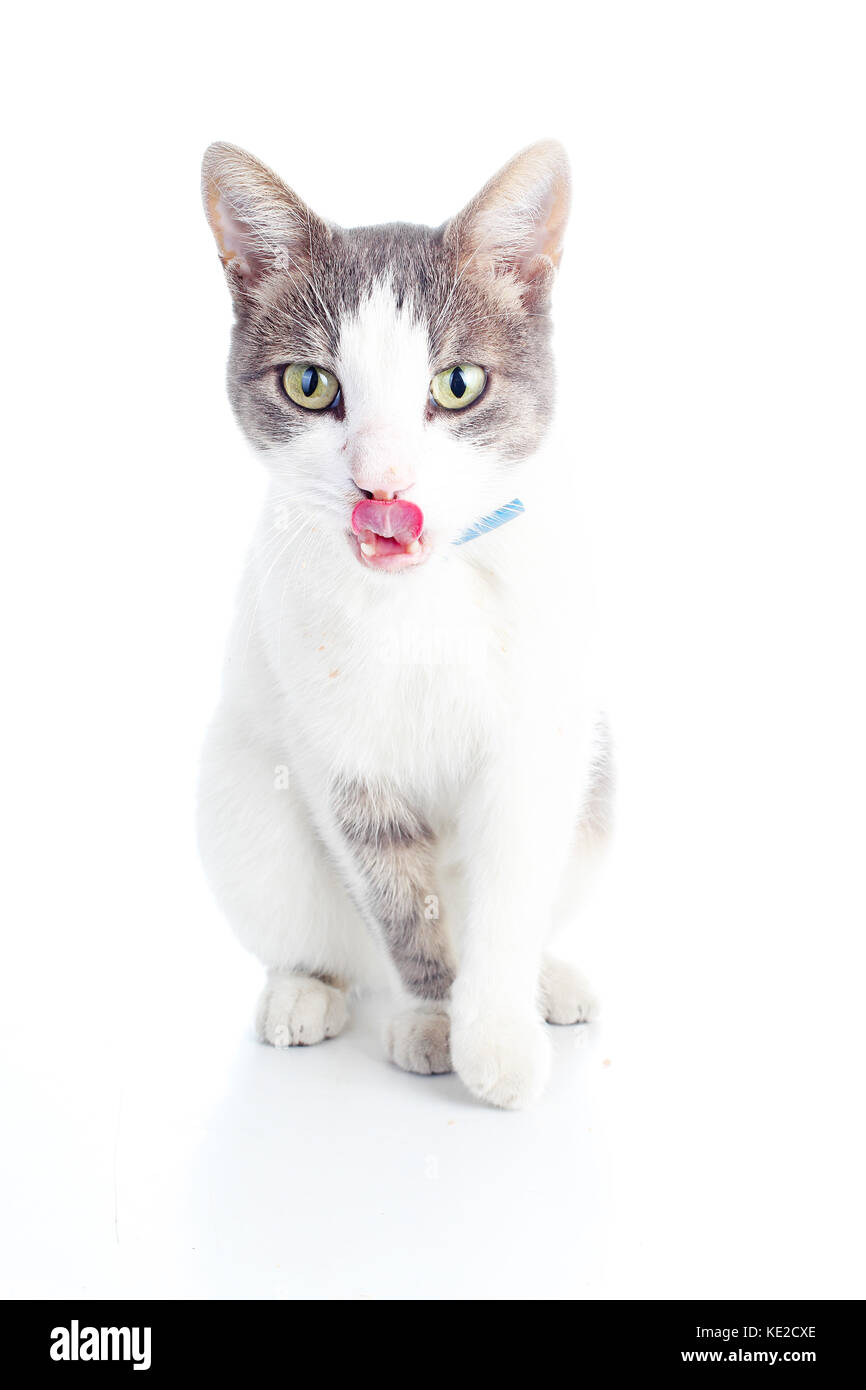 Cute domestic cat on white background Stock Photo - Alamy