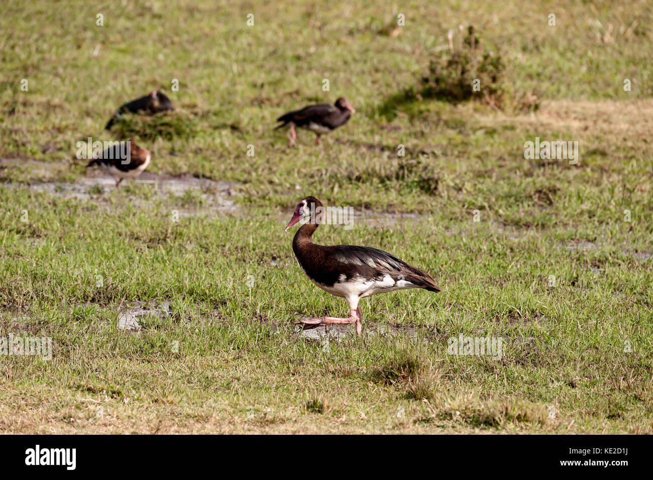 Spur winged goose hi-res stock photography and images - Alamy