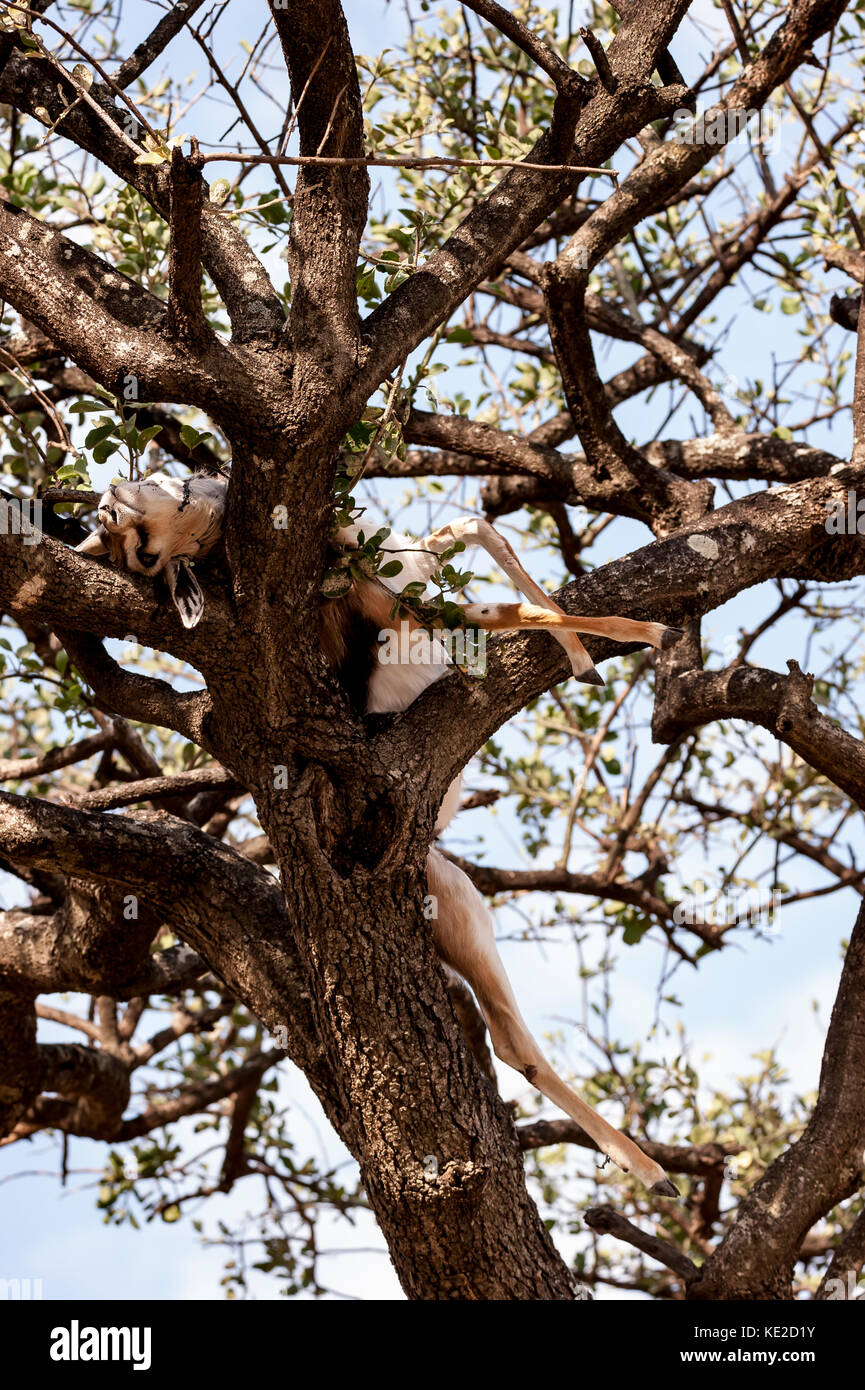Leopard prey up a tree in the Masai Mara, Kenya Stock Photo - Alamy