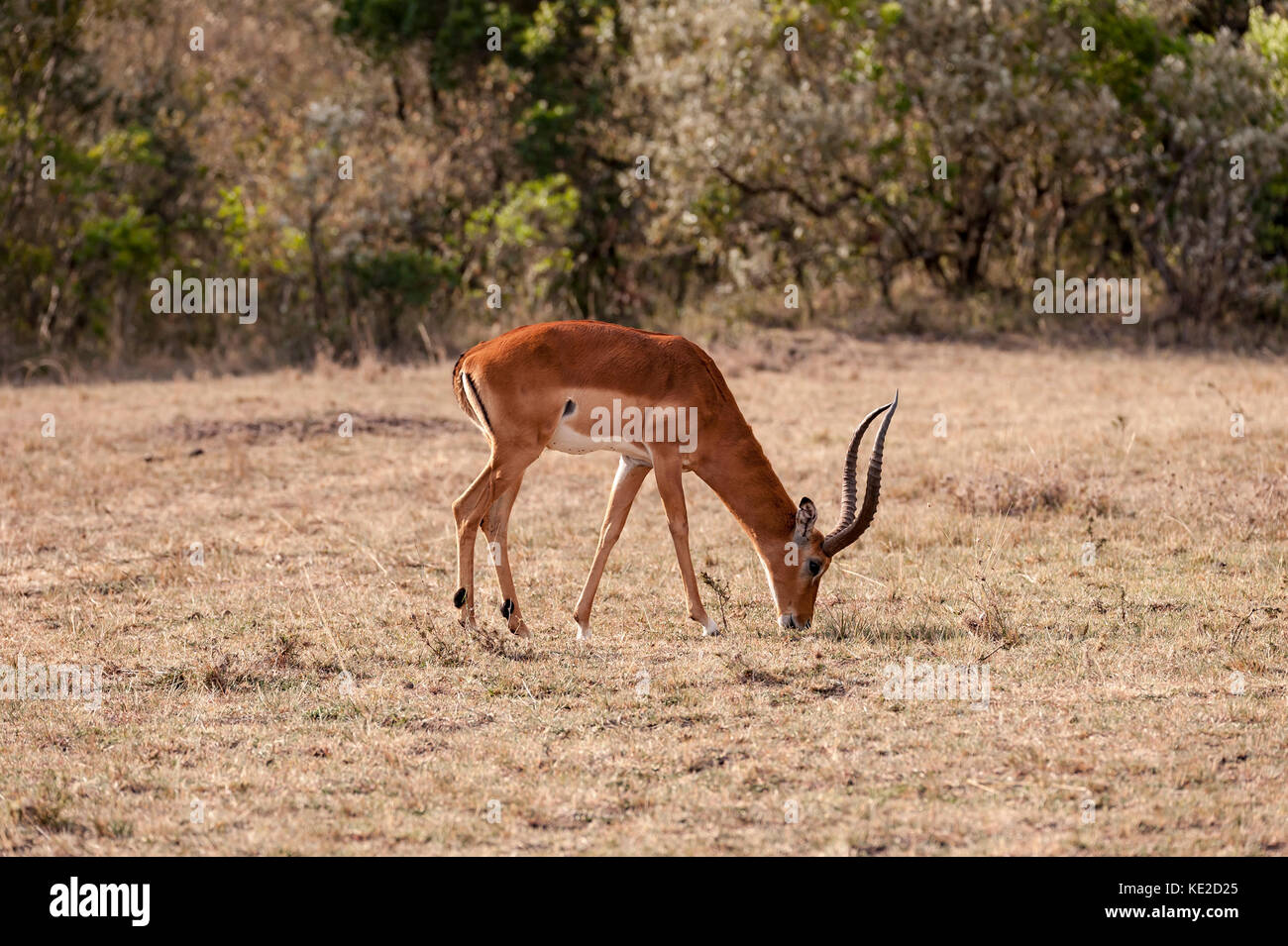 Impala in the Masai Mara, Kenya Stock Photo - Alamy