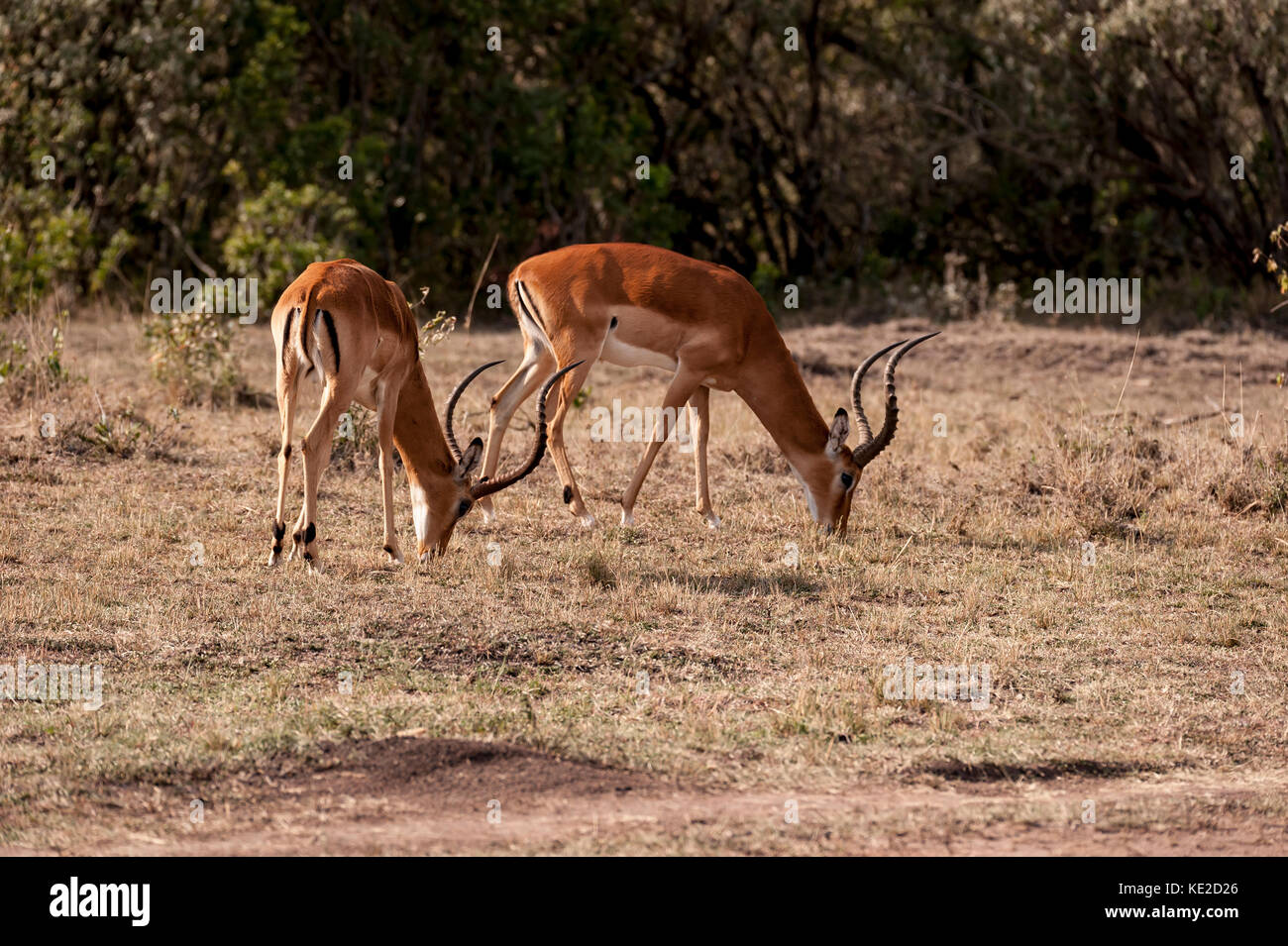 Impala in the Masai Mara, Kenya Stock Photo - Alamy