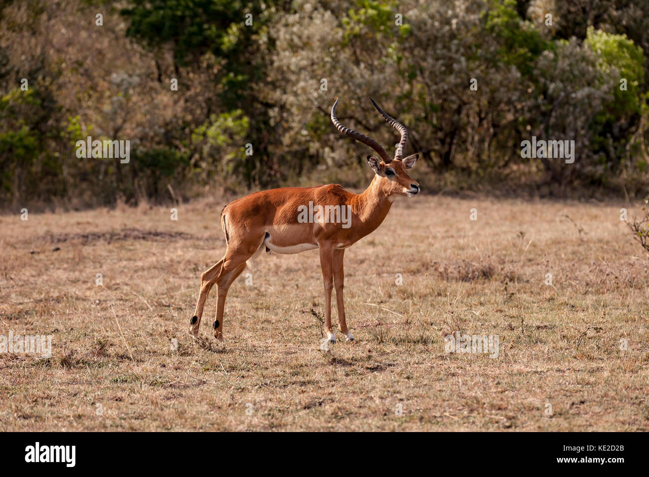 Impala in the Masai Mara, Kenya Stock Photo - Alamy