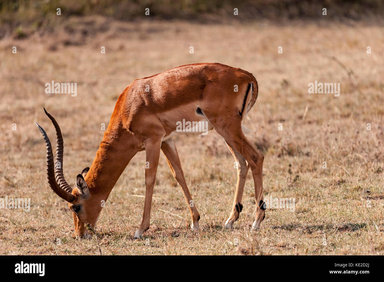 Impala in the Masai Mara, Kenya Stock Photo - Alamy