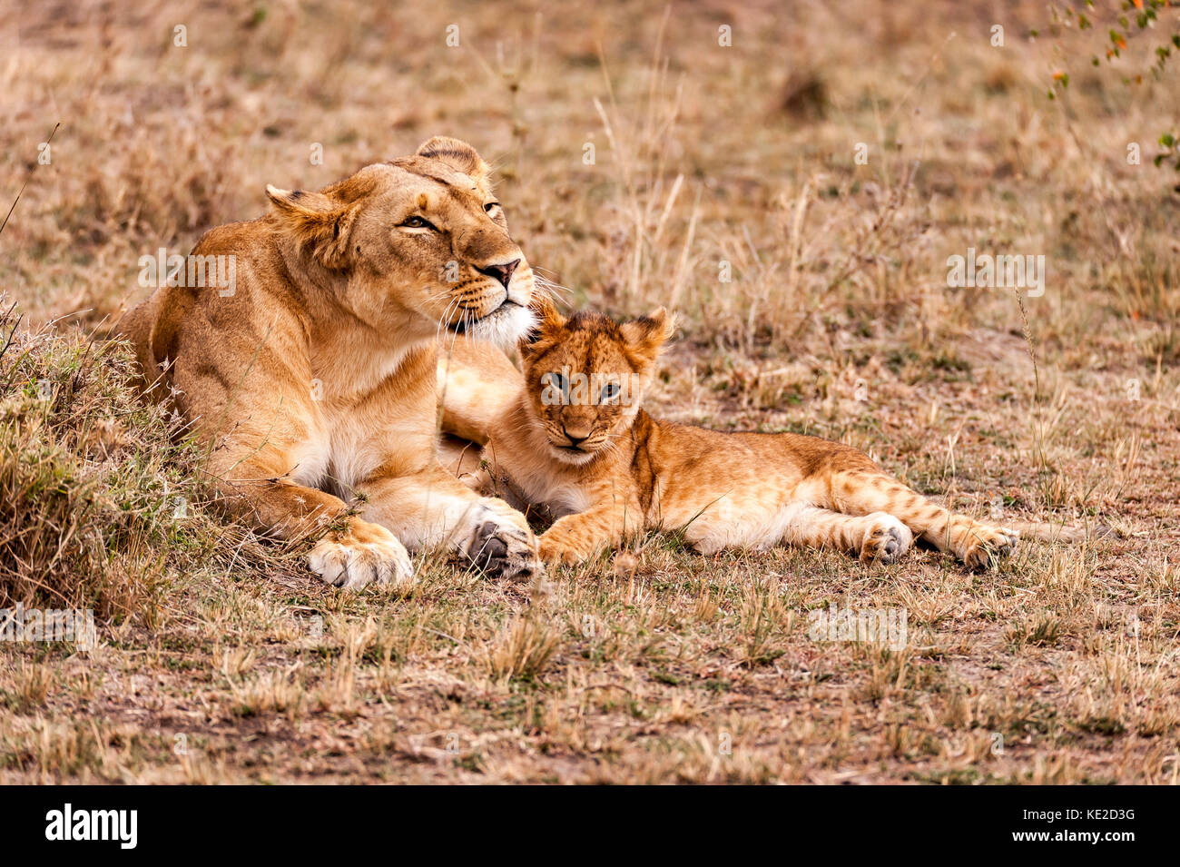 Lioness And Cub High Resolution Stock Photography and Images - Alamy