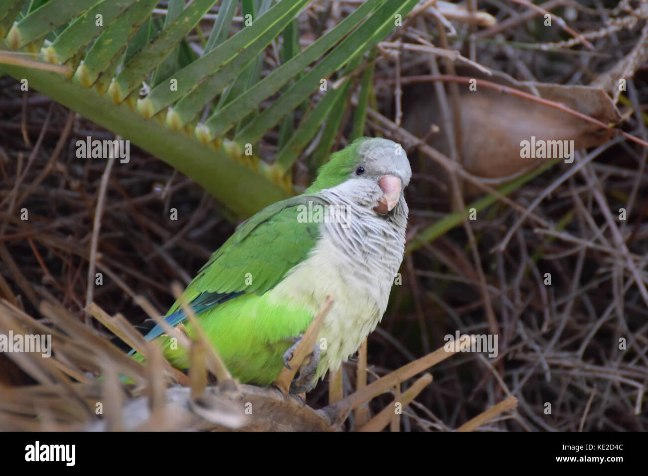 Monk parakeet bird portrait in barcelona, spain Stock Photo - Alamy