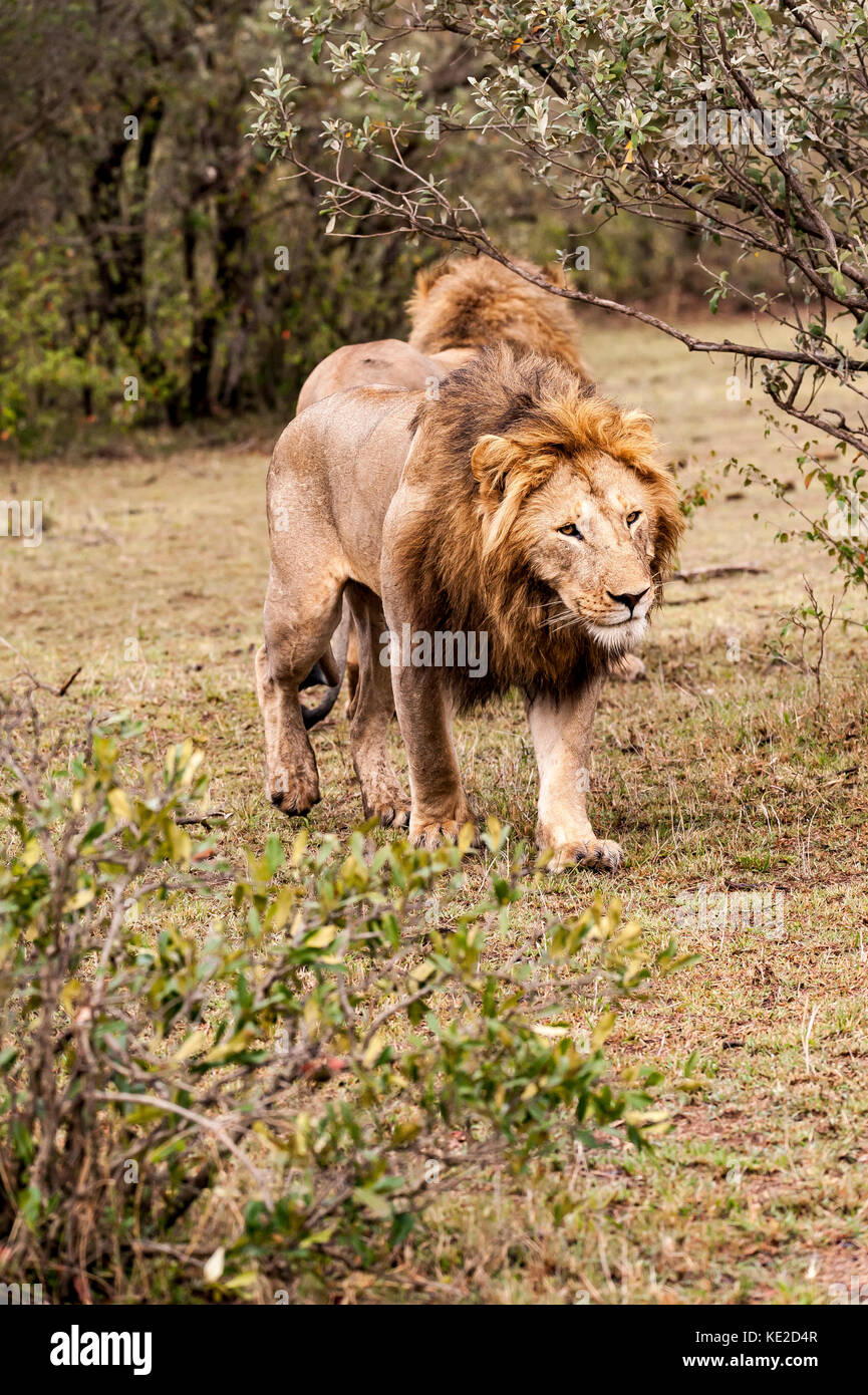 African lion vertical image hi-res stock photography and images - Alamy
