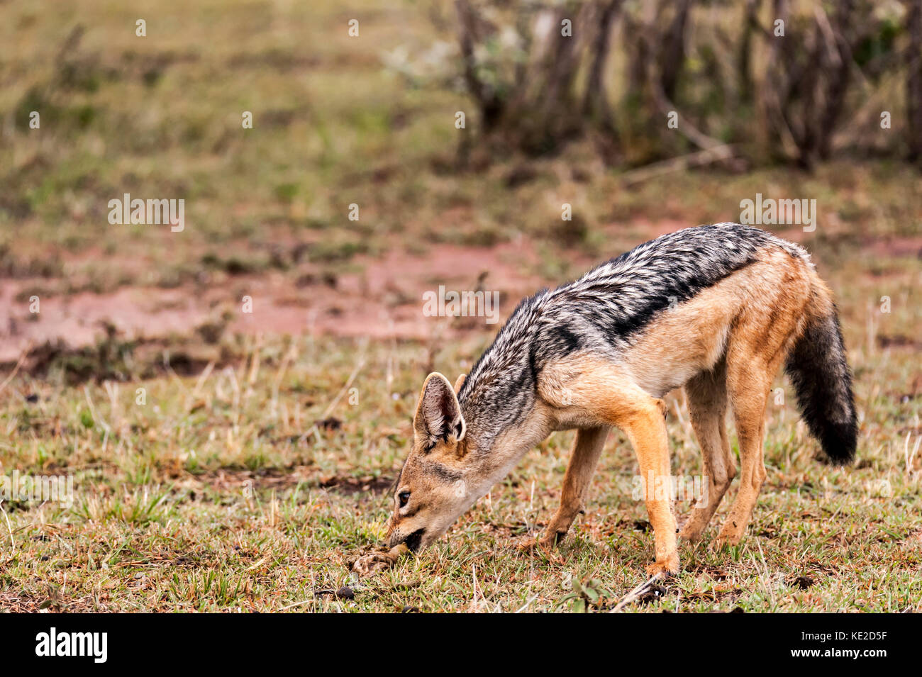 East african jackal hi-res stock photography and images - Alamy