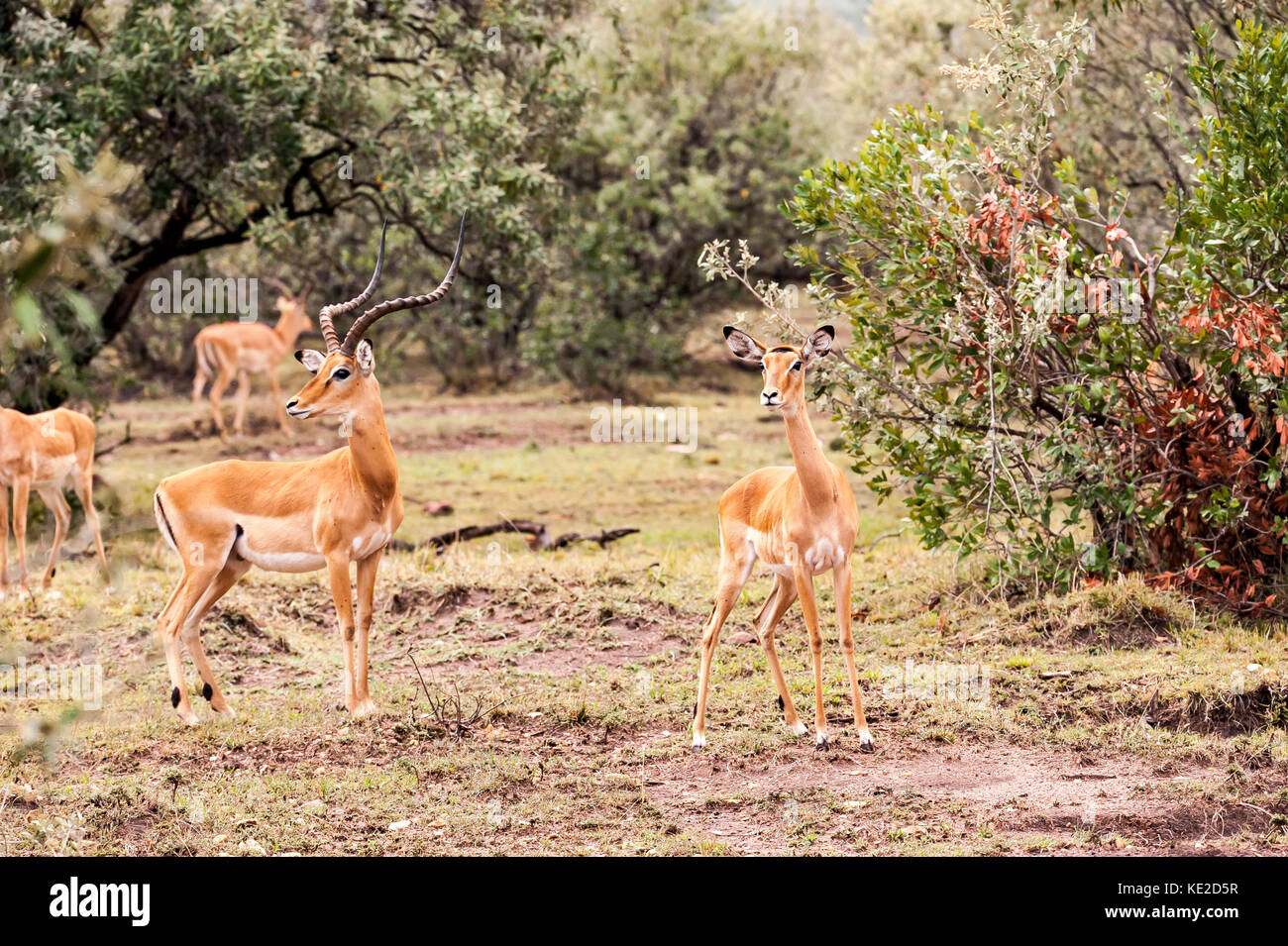 A Impala in the Masai Mara, Kenya Stock Photo - Alamy