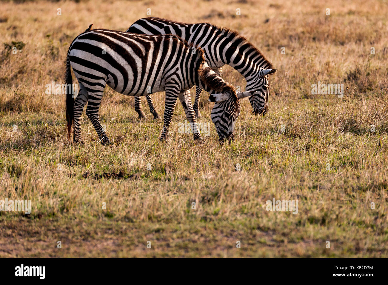 Zebra kenya hi-res stock photography and images - Alamy