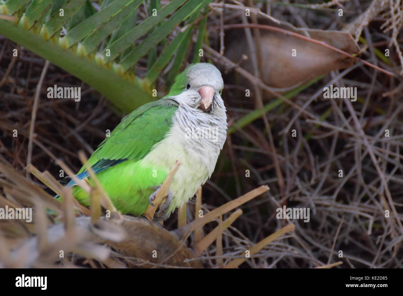 Monk parakeet bird portrait in barcelona, spain Stock Photo - Alamy