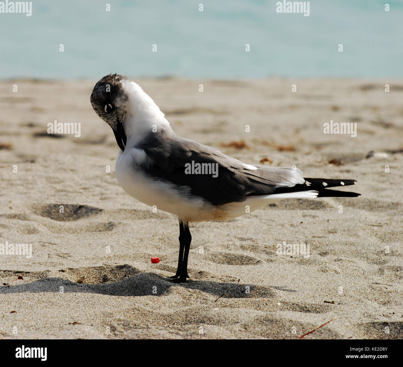Sea gull sitting on a Florida beach Stock Photo - Alamy