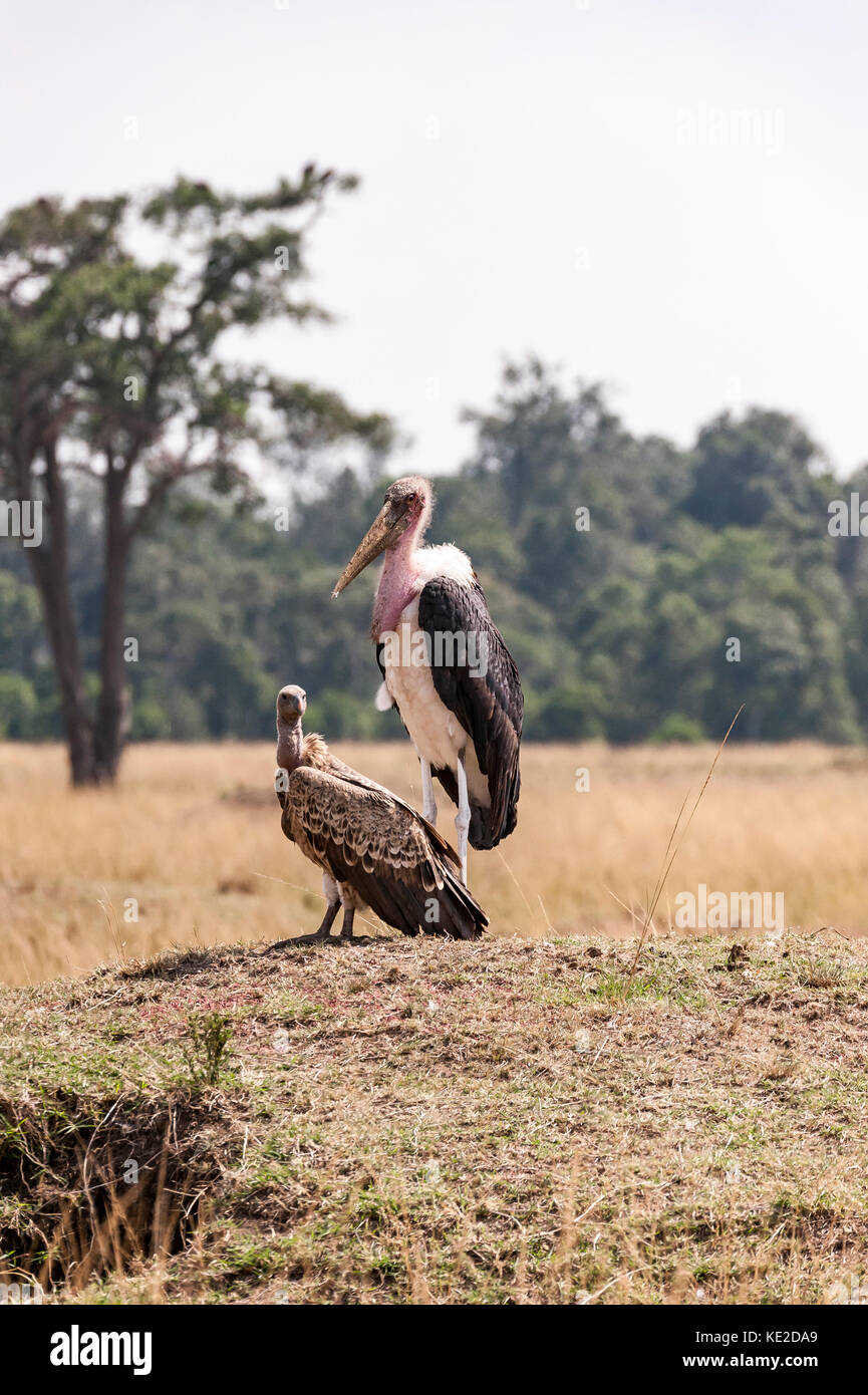 Marabou Stork in the Masai Mara, Kenya Stock Photo - Alamy
