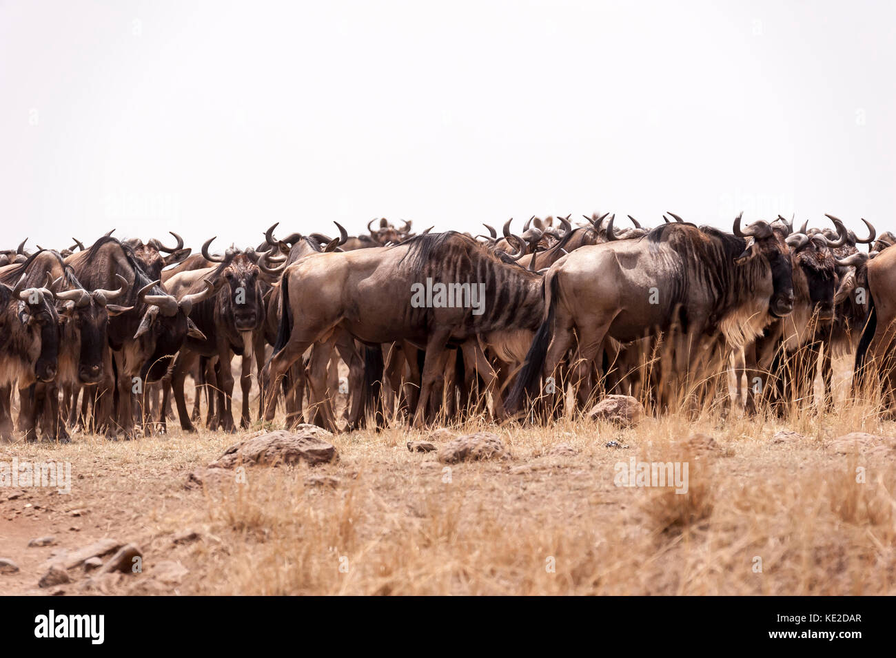 Wildebeest doing the Animal Migration in the Masai Mara, Kenya Stock ...