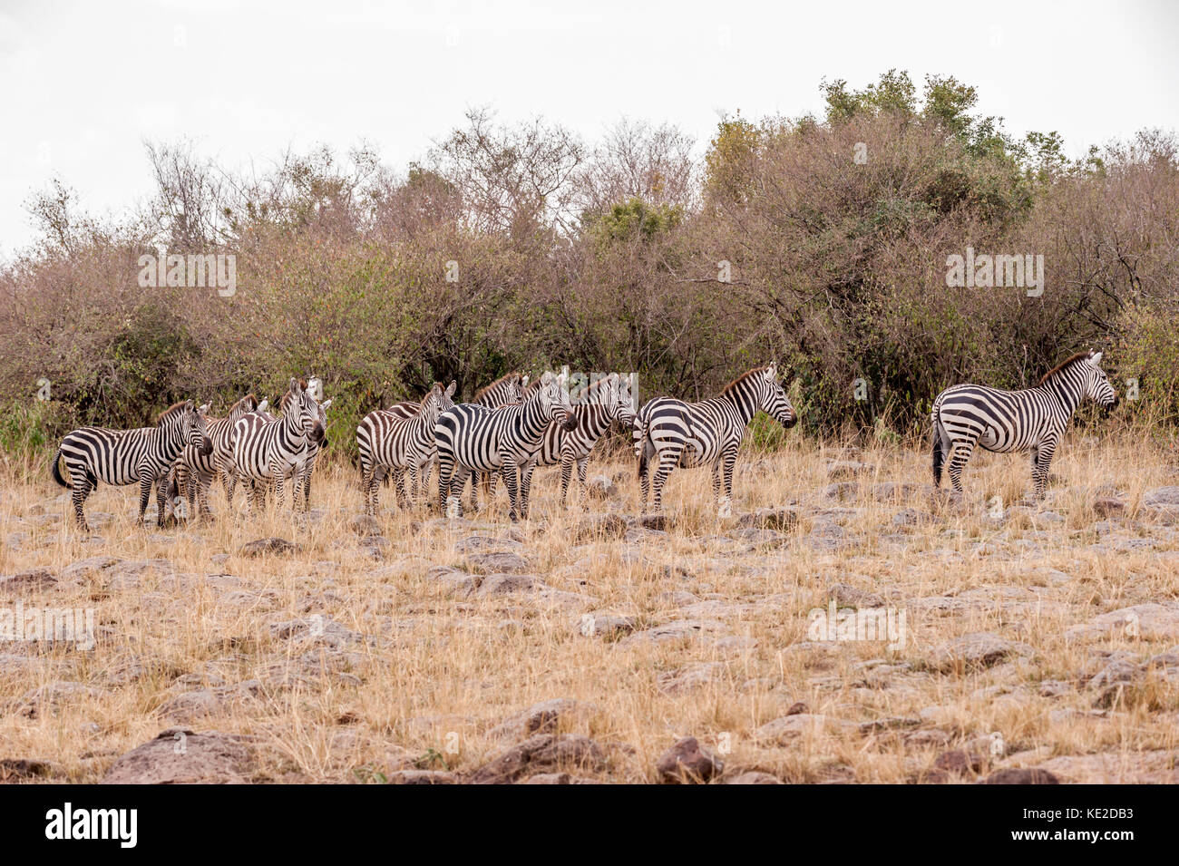 Zebra doing the Animal Migration in the Masai Mara, Kenya Stock Photo ...
