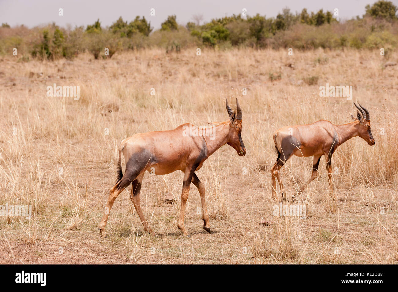 Topi in the Masai Mara, Kenya Stock Photo - Alamy