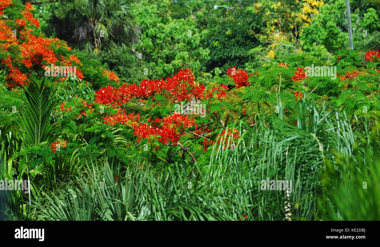 Dense tropical trees and bushes blooming Stock Photo - Alamy