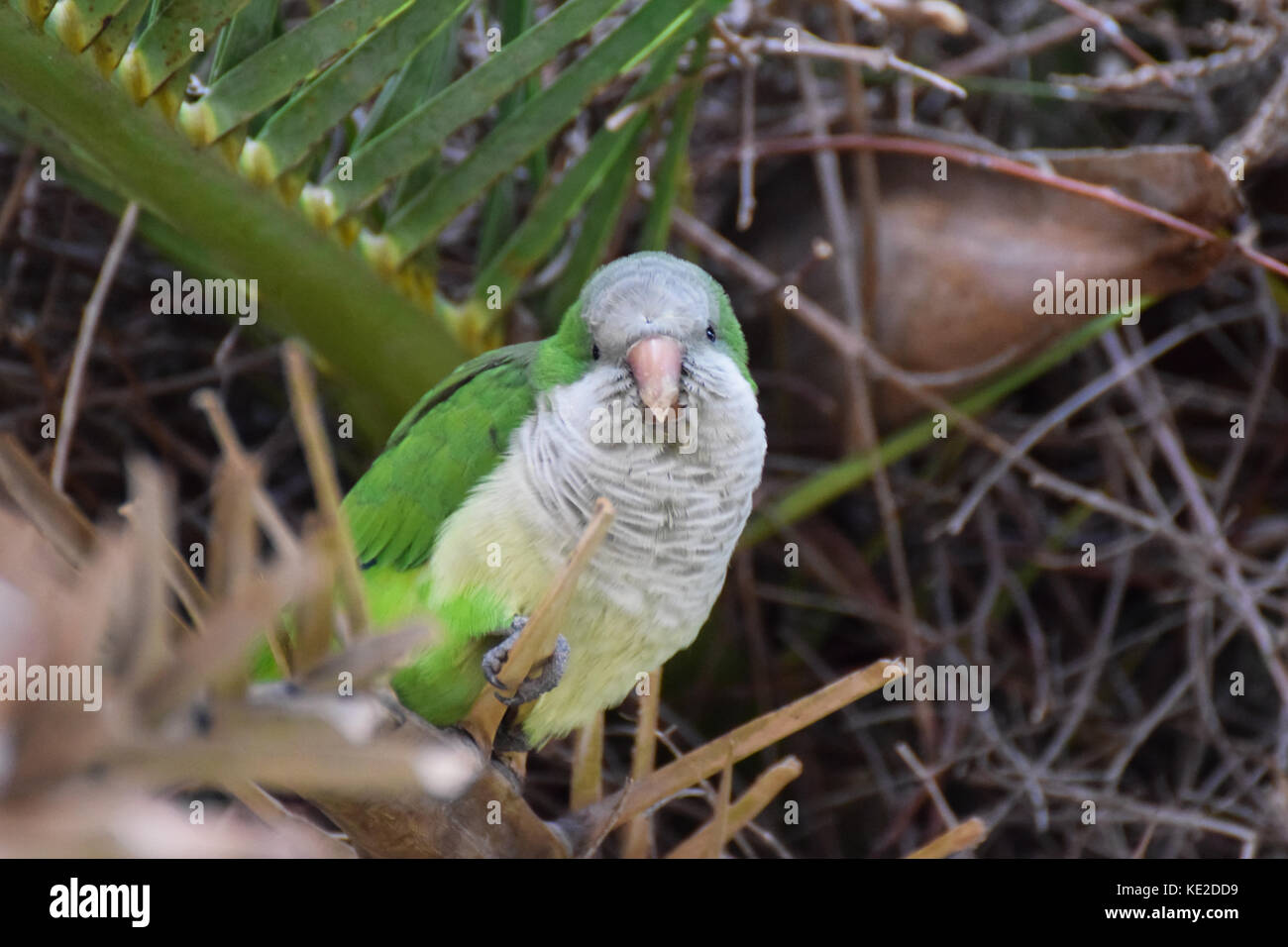 Monk parakeet bird portrait in barcelona, spain Stock Photo - Alamy