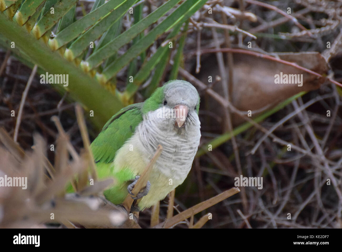 Monk parakeet bird portrait in barcelona, spain Stock Photo - Alamy