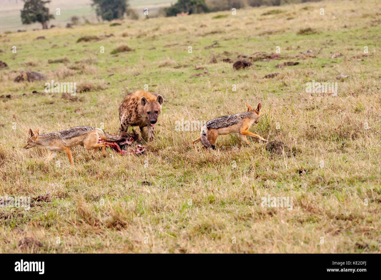 Huena and Jackal fighting for food in the Maasai Mara National Reserve ...