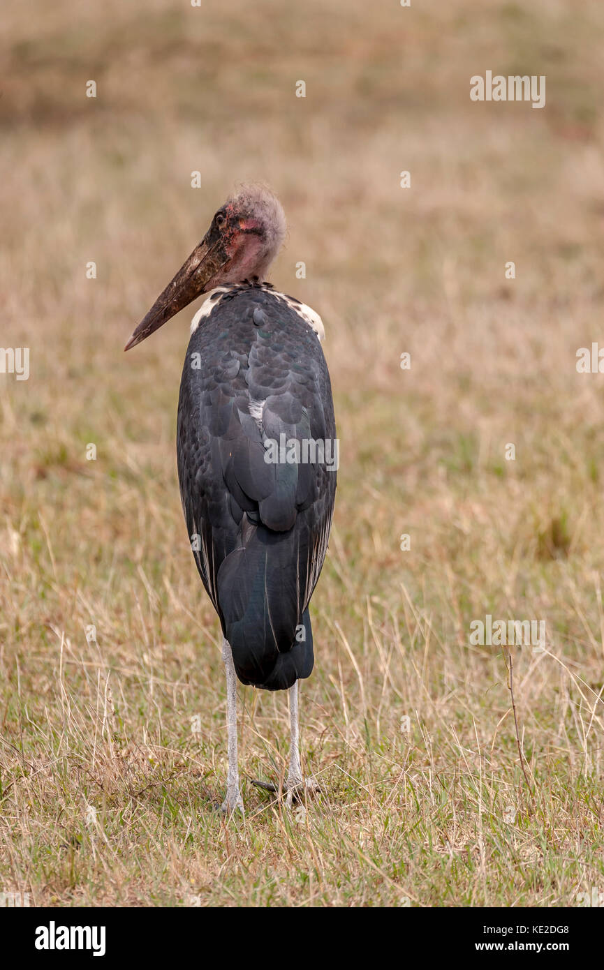 A Maabou Stork in the Maasai Mara National Reserve Stock Photo - Alamy