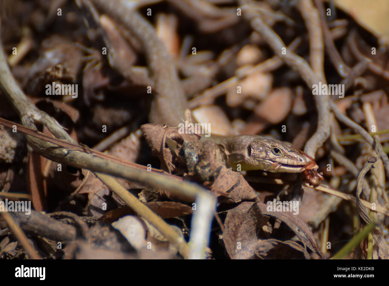 Reptiles of spain hi-res stock photography and images - Alamy