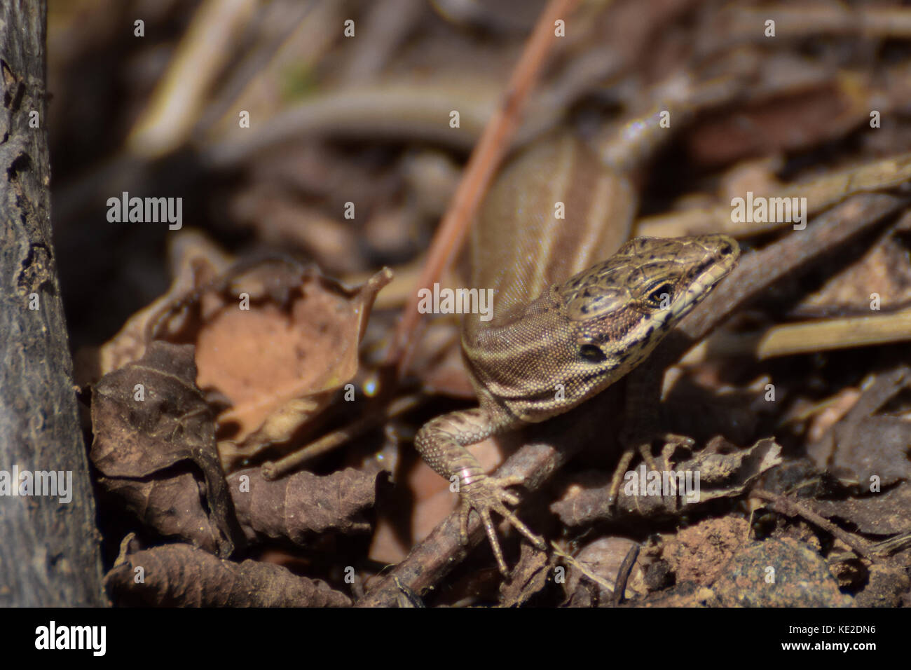 Mural lizard reptile in barcelona, Spain Stock Photo - Alamy