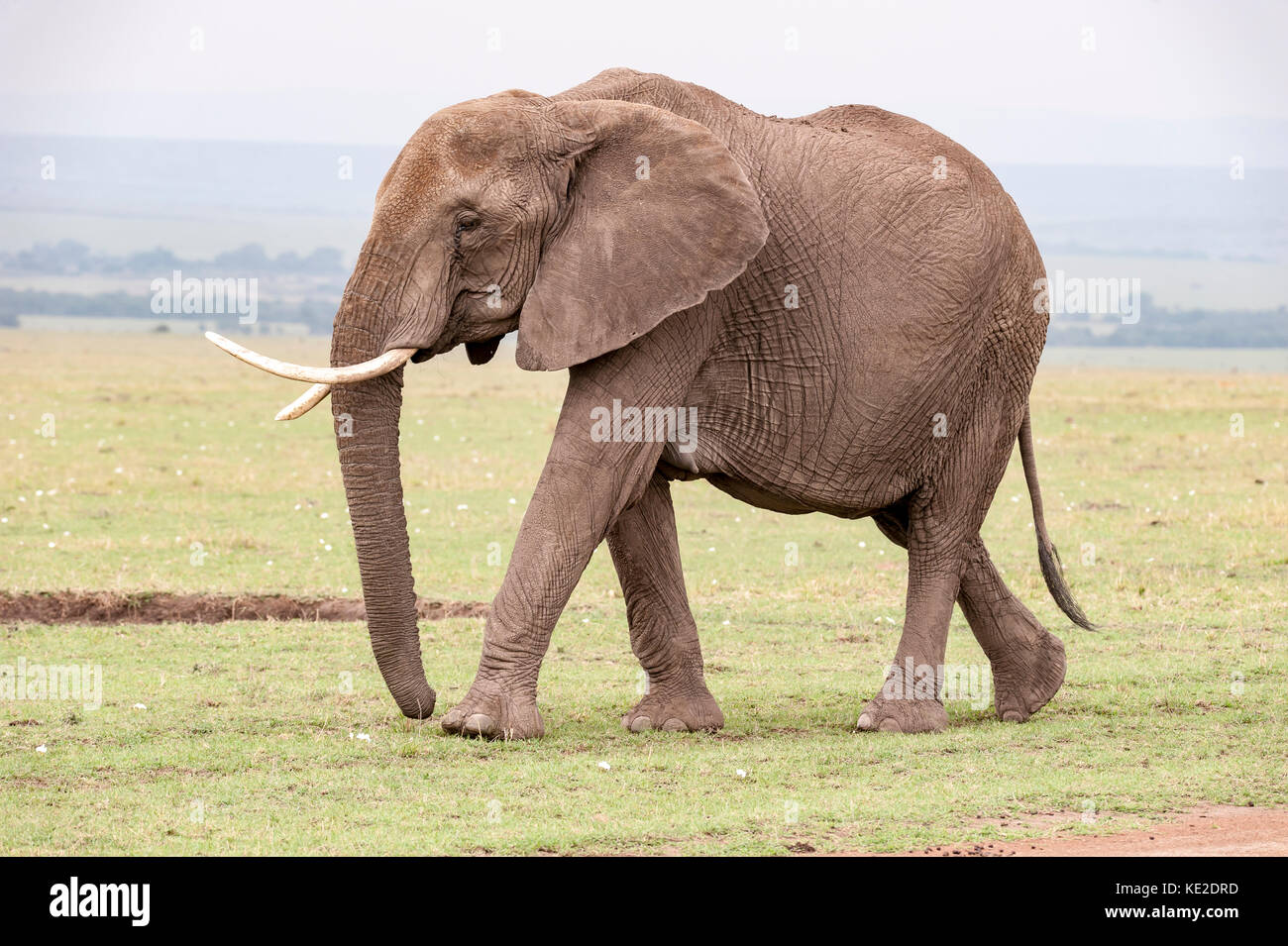 African Elephant in the Maasai Mara National Reserve Stock Photo - Alamy